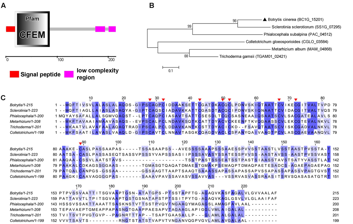 Frontiers | BcCFEM1, a CFEM Domain-Containing Protein with Putative GPI ...
