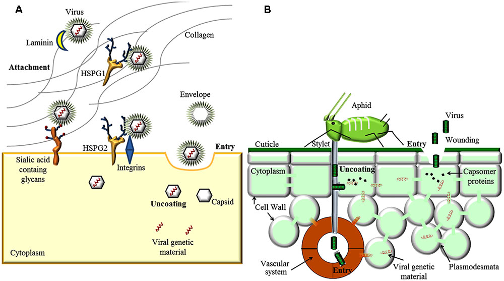 Frontiers | Extracellular Matrix in Plants and Animals: Hooks and Locks ...