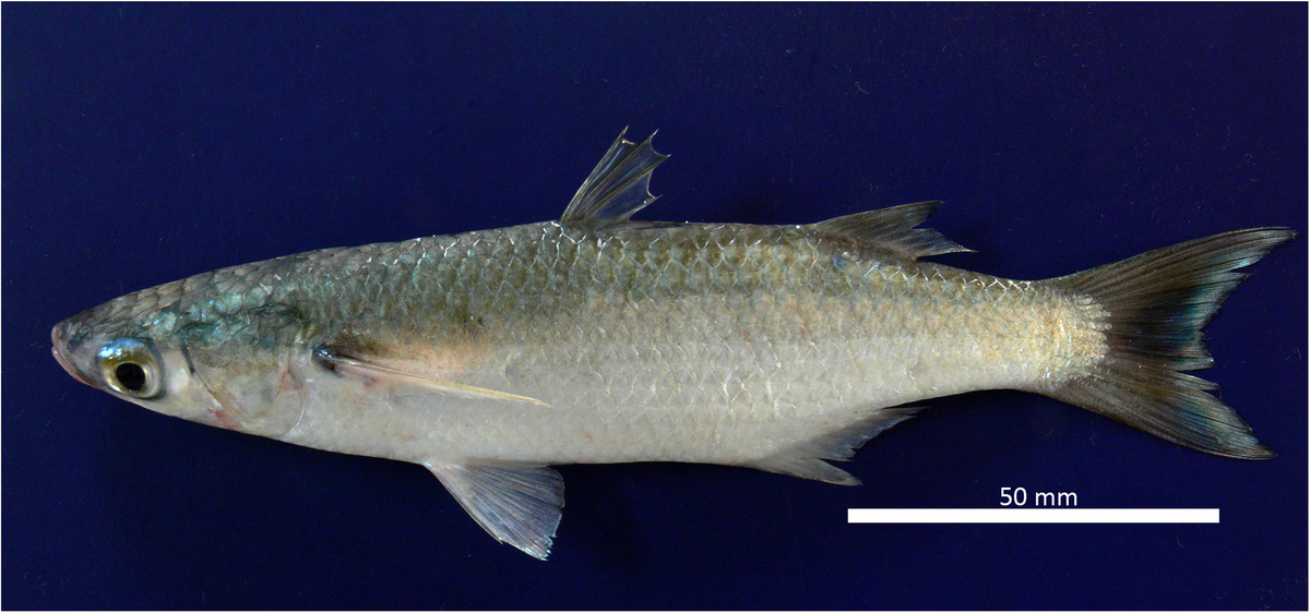 Frontiers | Identification of a New Mullet Species Complex Based on an ...