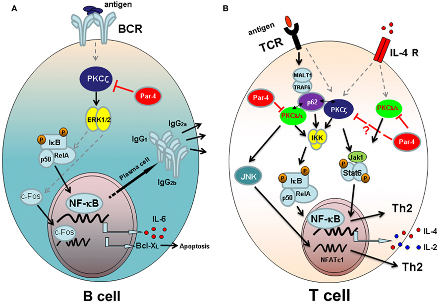Frontiers | Th1/Th2 Differentiation and B Cell Function by the Atypical ...