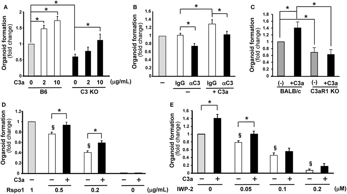 Frontiers | C3a Enhances the Formation of Intestinal Organoids through ...