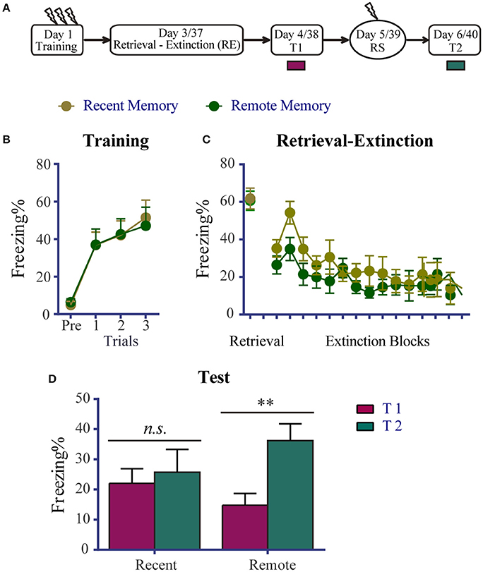 Frontiers | An Additional Prior Retrieval Alters the Effects of a ...