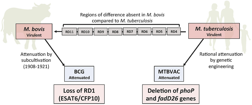 Frontiers | MTBVAC: Attenuating the Human Pathogen of Tuberculosis (TB ...