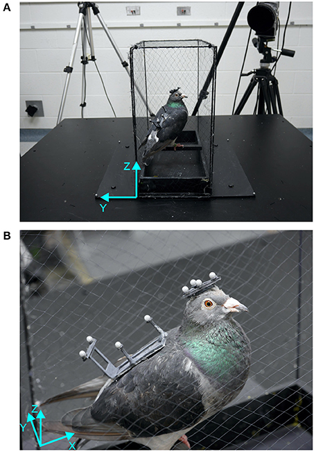 Frontiers | Head Stabilization in the Pigeon: Role of Vision to Correct ...