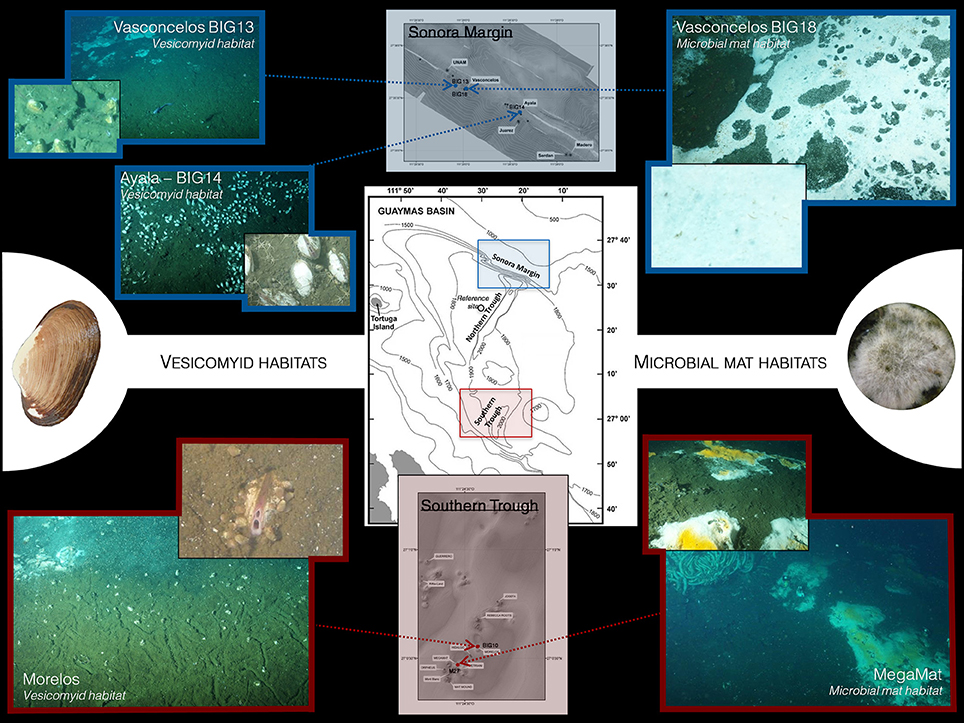 Frontiers | Comparative Study of Guaymas Basin Microbiomes: Cold Seeps ...