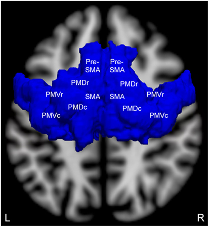 Frontiers | Functional MRI Motor Imagery Tasks to Detect Command ...
