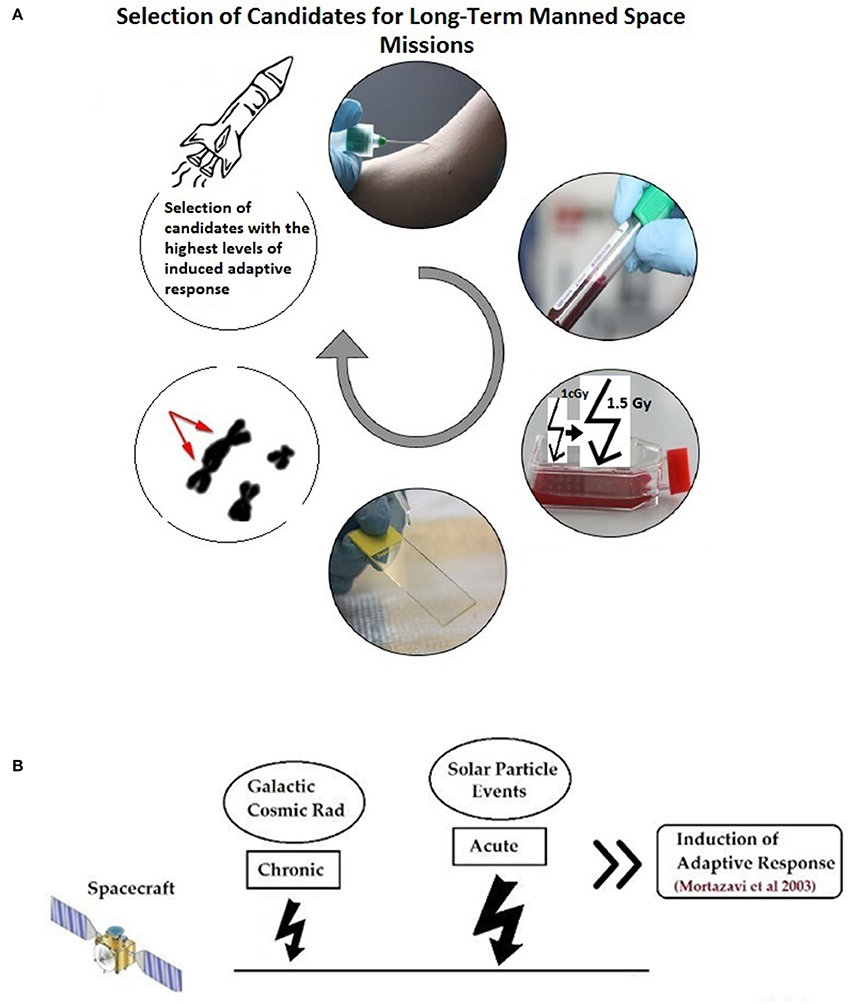 Frontiers | Commentary: Human Pathophysiological Adaptations to the ...