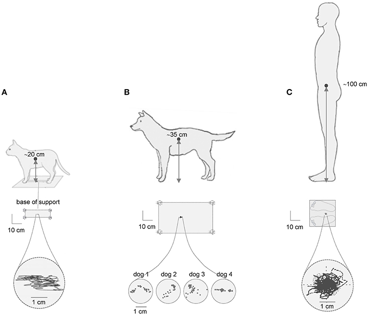 Frontiers | Human Postural Control
