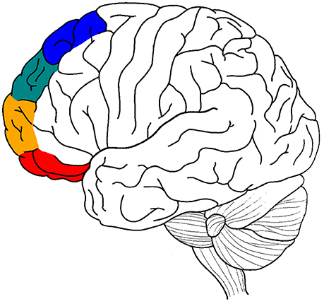 Frontiers | The Lateral Prefrontal Cortex and Selection/Inhibition in ADHD