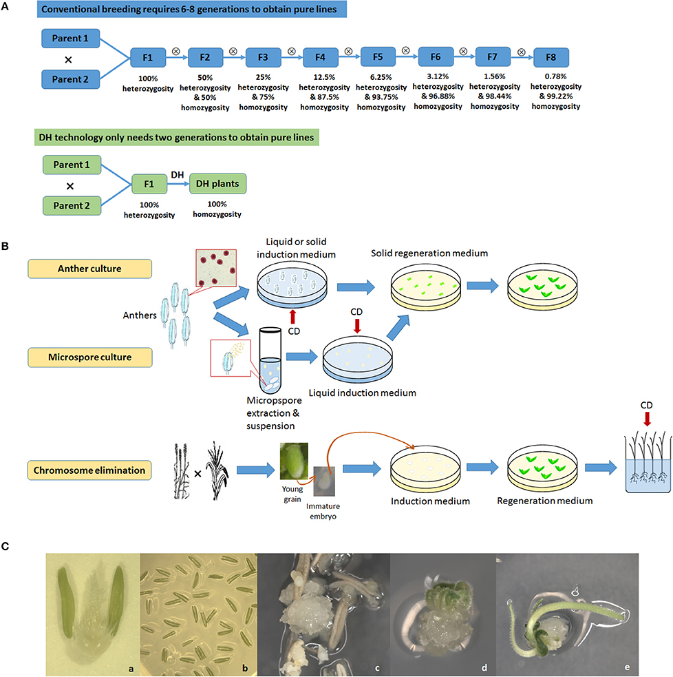 Frontiers | Accelerated Generation of Selfed Pure Line Plants for Gene ...