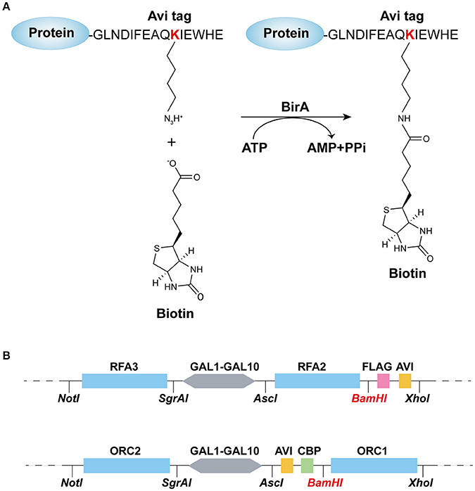 Frontiers | Utilizing Biotinylated Proteins Expressed in Yeast to ...
