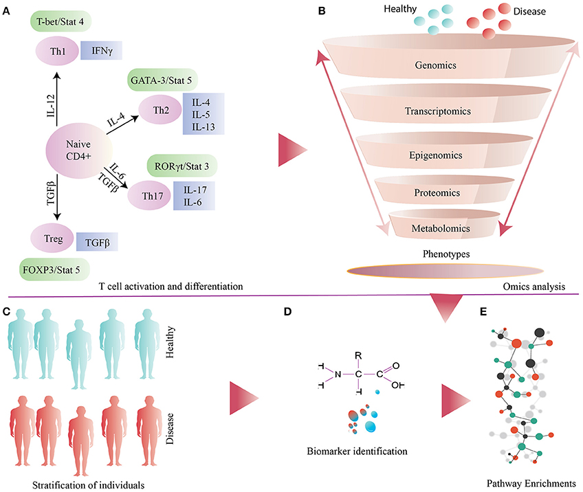 Frontiers | Perspectives on Systems Modeling of Human Peripheral Blood ...