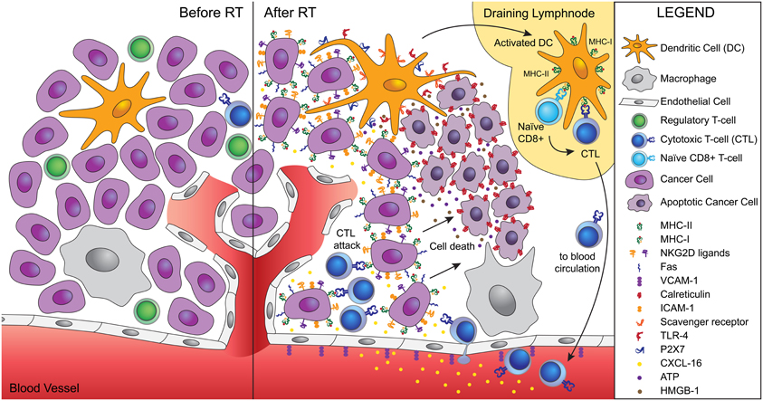 Frontiers | Role of T lymphocytes in tumor response to radiotherapy