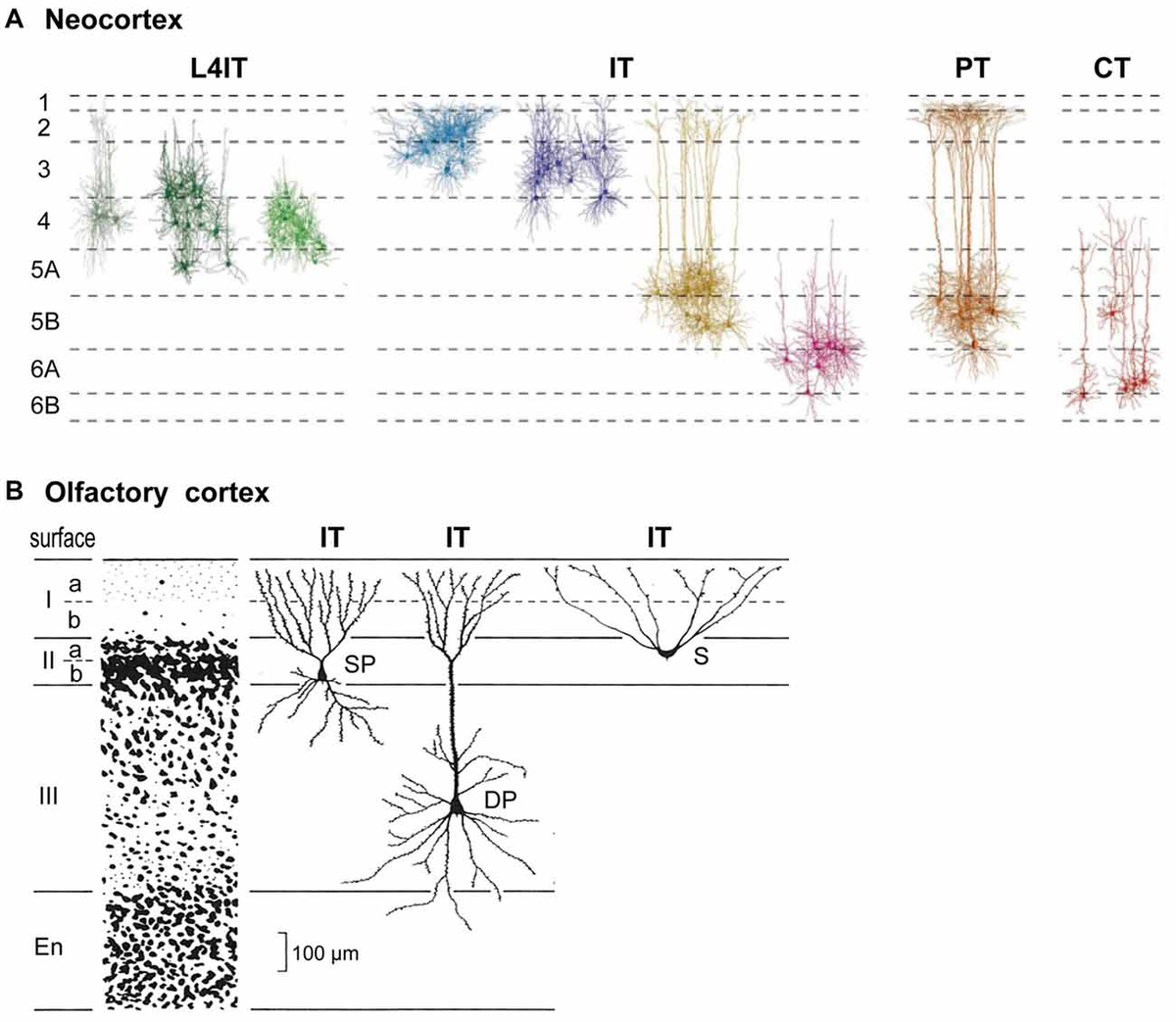 Frontiers | Neocortical Lamination: Insights from Neuron Types and ...