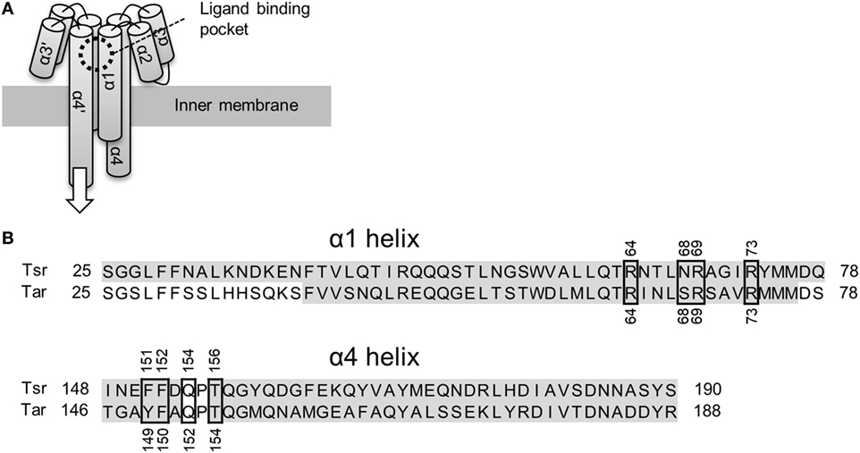 Frontiers | Logistic Regression of Ligands of Chemotaxis Receptors ...