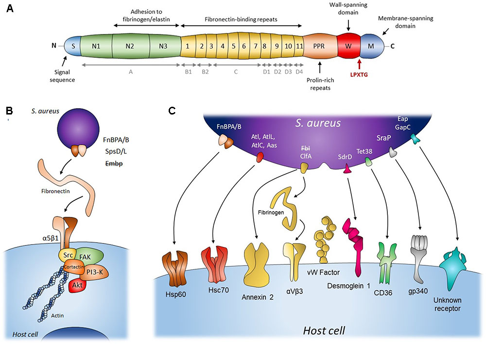 Frontiers | Staphylococcal Adhesion and Host Cell Invasion: Fibronectin ...