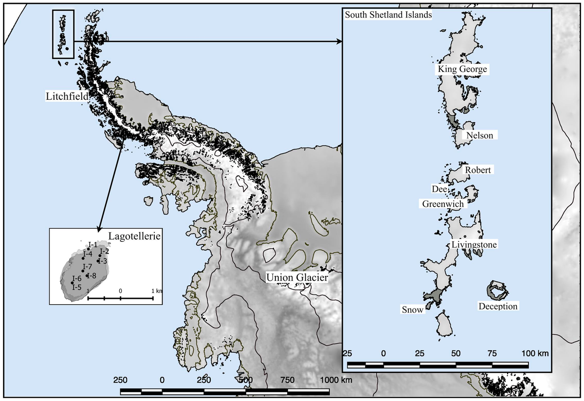Frontiers | Amplicon-Metagenomic Analysis of Fungi from Antarctic ...