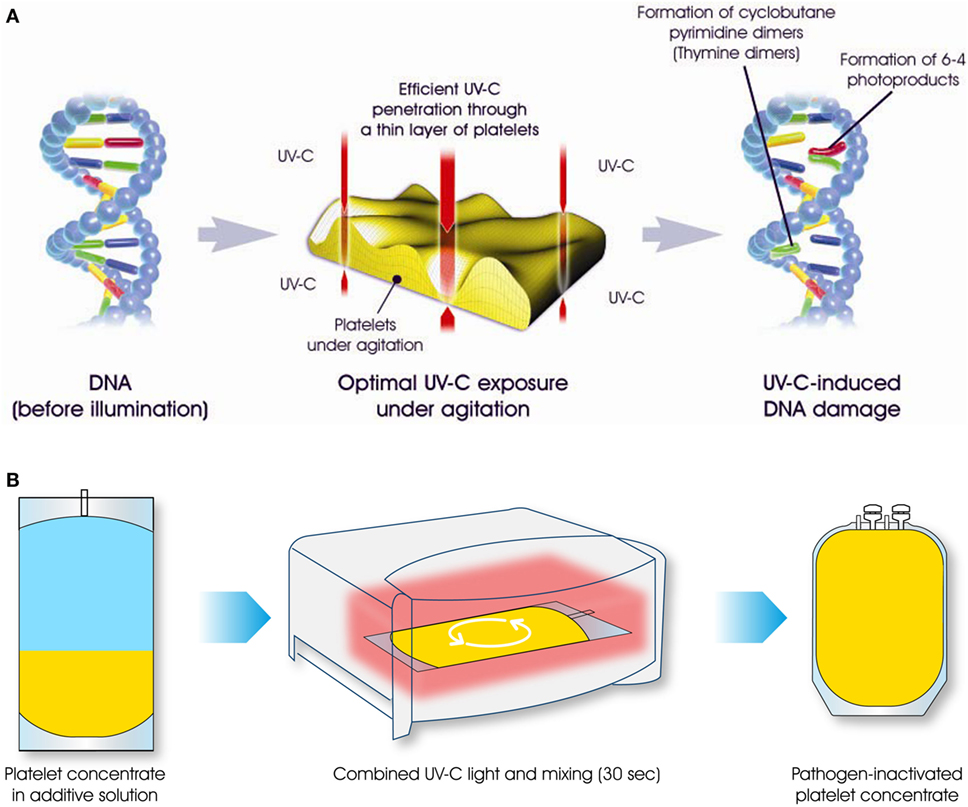 Frontiers | Pathogen Inactivation of Cellular Blood Products—An ...