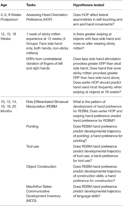 Frontiers | How Might the Relation of the Development of Hand ...