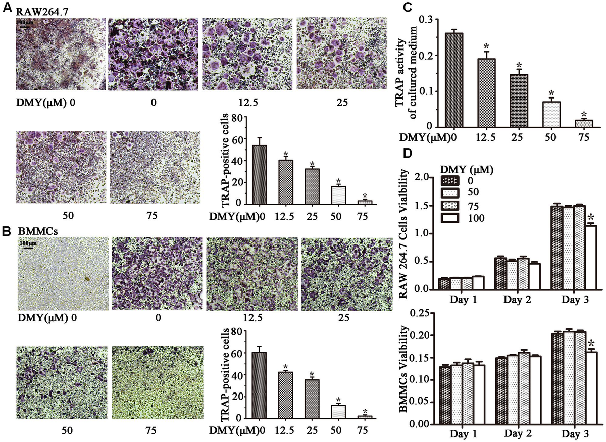 Frontiers | Dihydromyricetin Protects against Bone Loss in ...