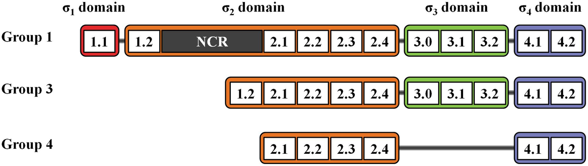 Frontiers | Connecting Metabolic Pathways: Sigma Factors in ...