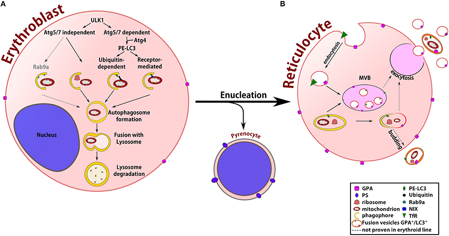 Frontiers | From Erythroblasts to Mature Red Blood Cells: Organelle ...