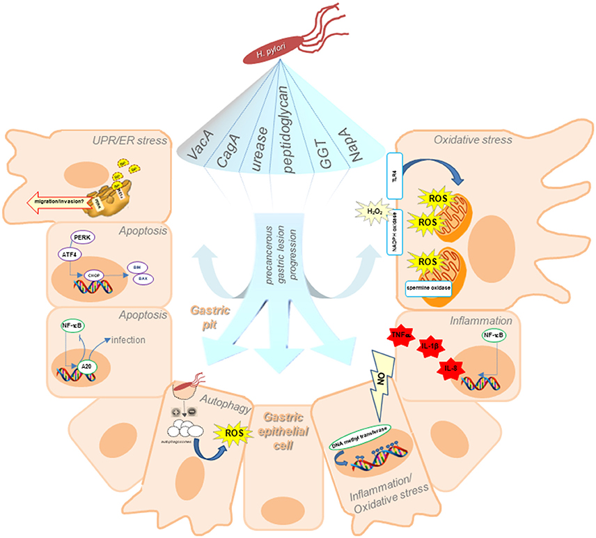 Frontiers | Helicobacter pylori and Gastric Cancer: Adaptive Cellular Mechanisms Involved in ...