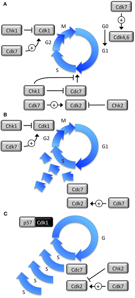 Frontiers | “The Octet”: Eight Protein Kinases that Control Mammalian ...