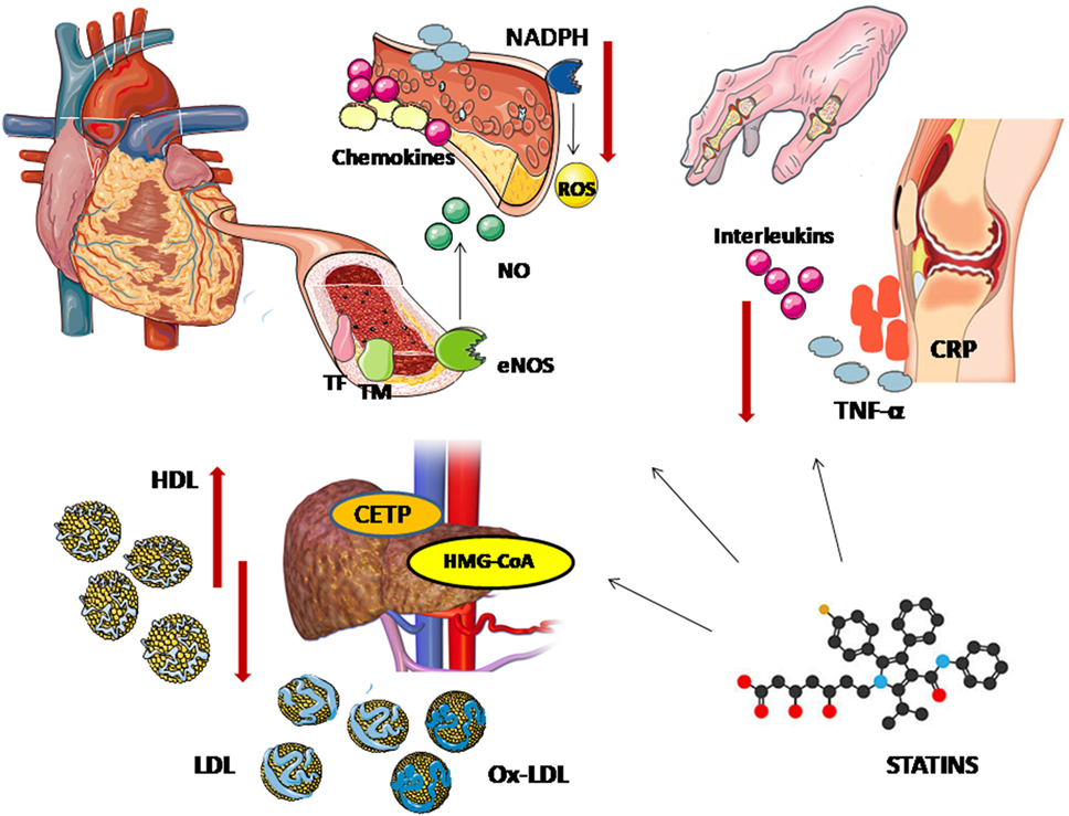 Frontiers | The Role of Statins in Disease Modification and ...