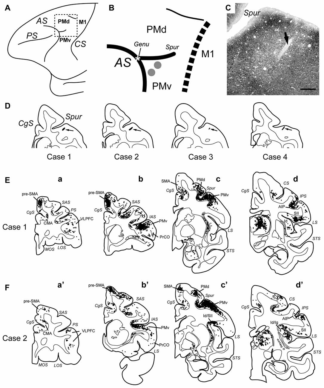 Frontiers | Multisynaptic Projections from the Amygdala to the Ventral ...