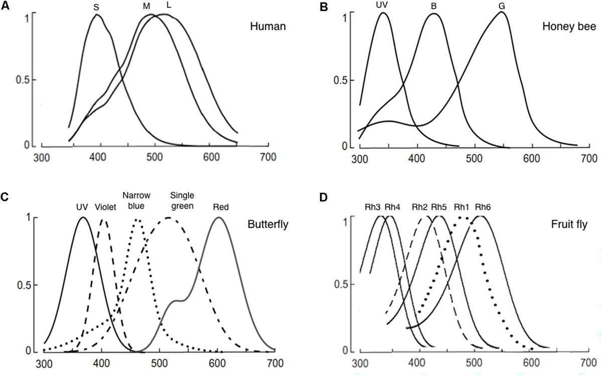 Frontiers | Toward a Mechanistic Understanding of Color Vision in Insects