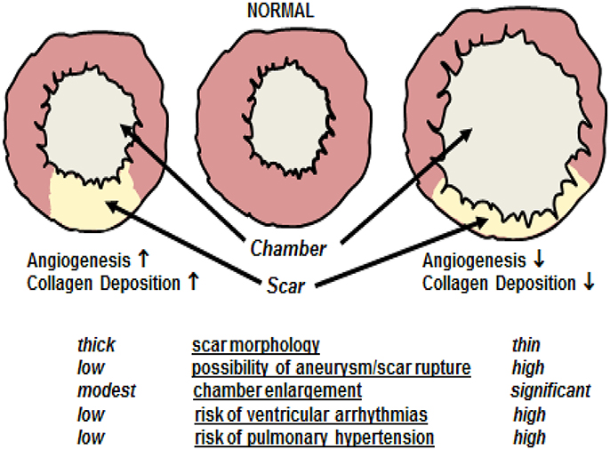 Frontiers | The Biological Role of Nestin(+)-Cells in Physiological and ...