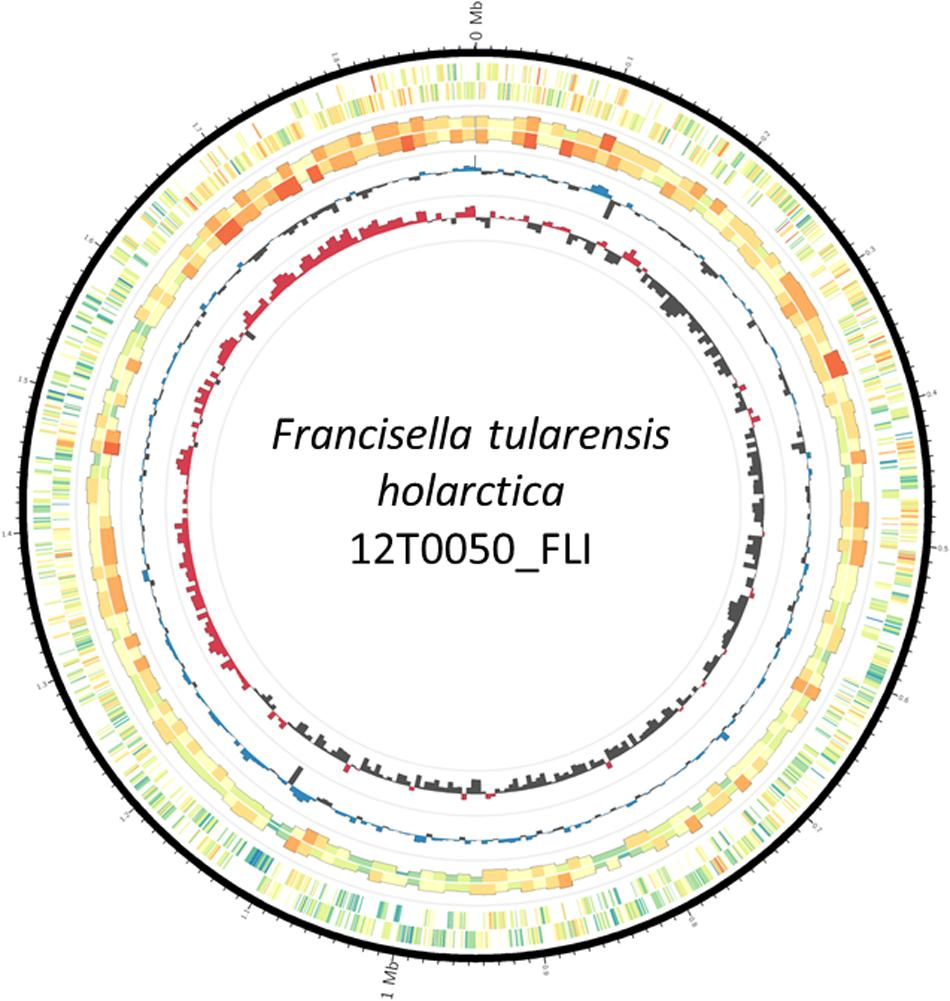 Frontiers | Revisiting Francisella tularensis subsp. holarctica ...