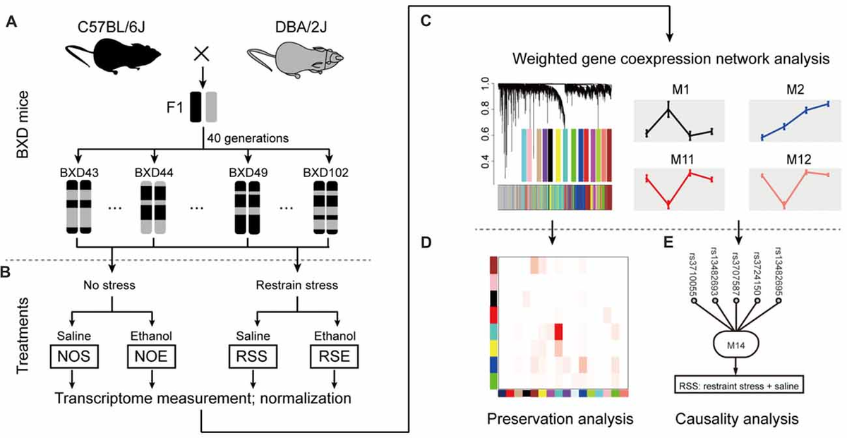 Frontiers | Integrating Genetic and Gene Co-expression Analysis ...