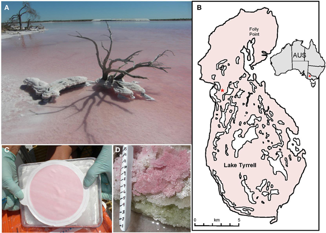 Frontiers | Characterization of eukaryotic microbial diversity in hypersaline Lake Tyrrell ...