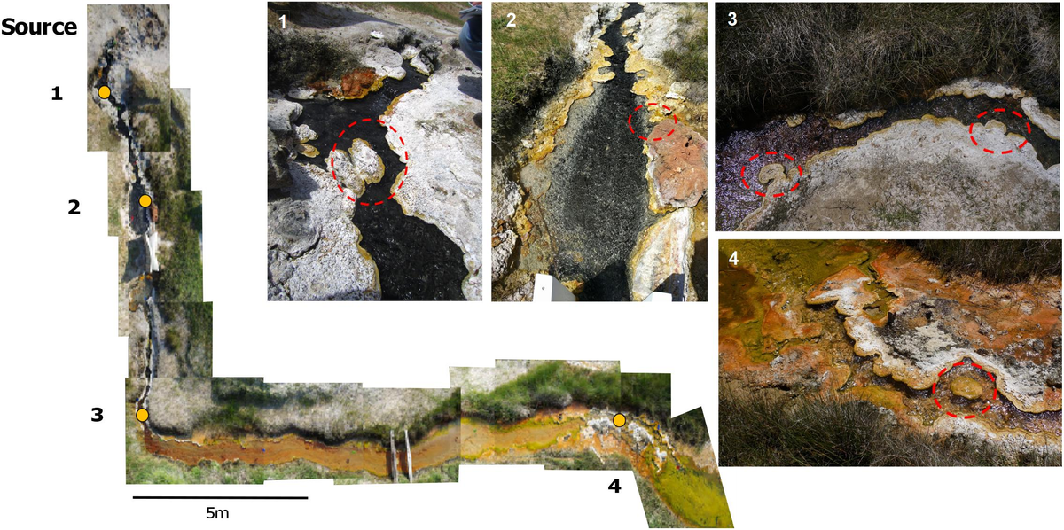 Frontiers | Microscale Biosignatures and Abiotic Mineral Authigenesis ...