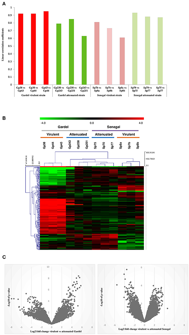 Frontiers | Comparative Transcriptome Profiling of Virulent and ...