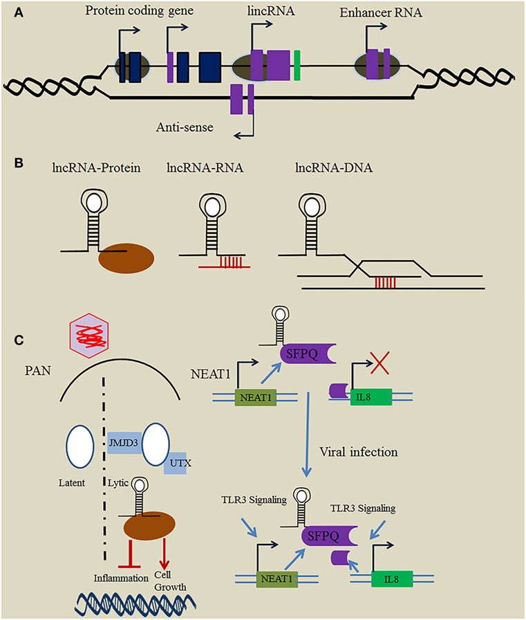 Frontiers | Long Non-Coding RNAs: Novel Players in Regulation of Immune ...
