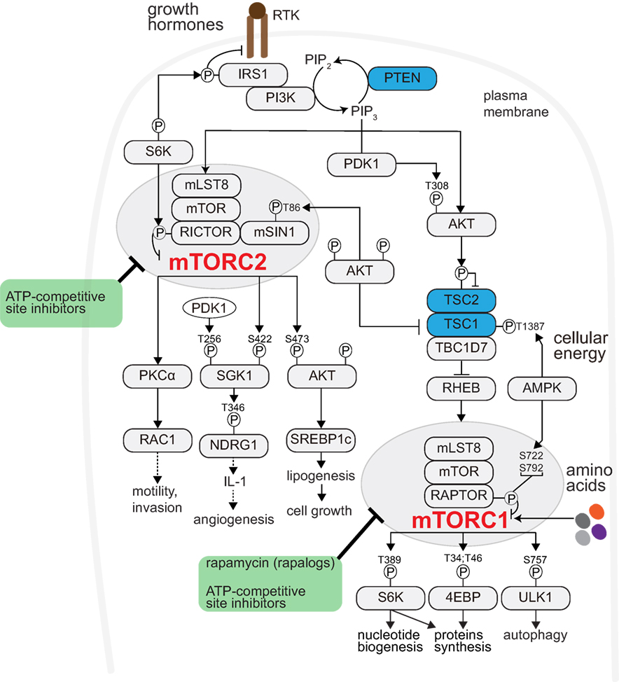 Frontiers | mTOR at the Transmitting and Receiving Ends in Tumor Immunity