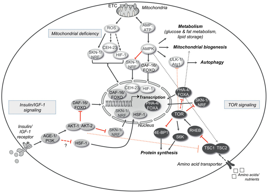 Frontiers | Mitochondrial deficiency: a double-edged sword for aging ...