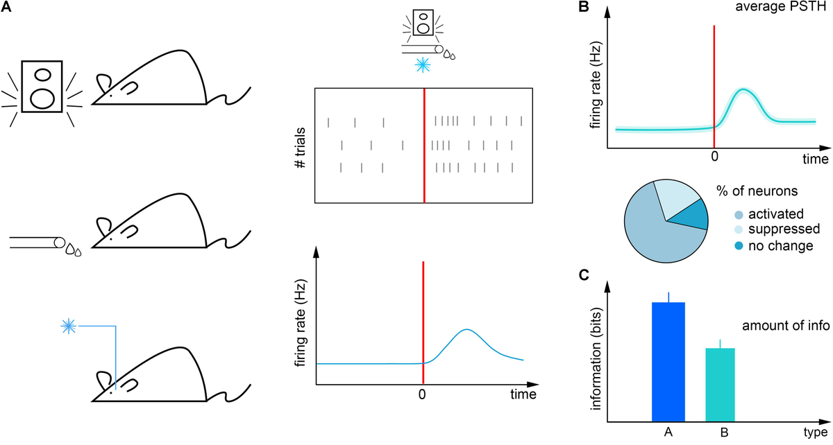 Frontiers | Open Source Tools for Temporally Controlled Rodent Behavior ...