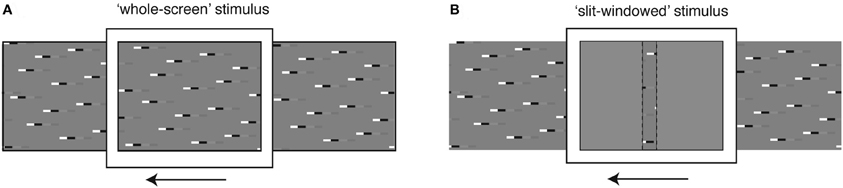 Frontiers | Temporal and spatial adaptation of transient responses to ...