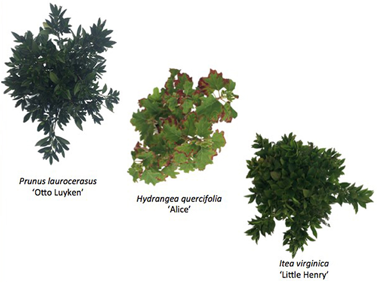 Frontiers | Quantification of Stemflow in Three Isolated Shrub Species ...