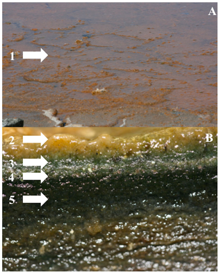 Frontiers | Microbial mats: an ecological niche for fungi