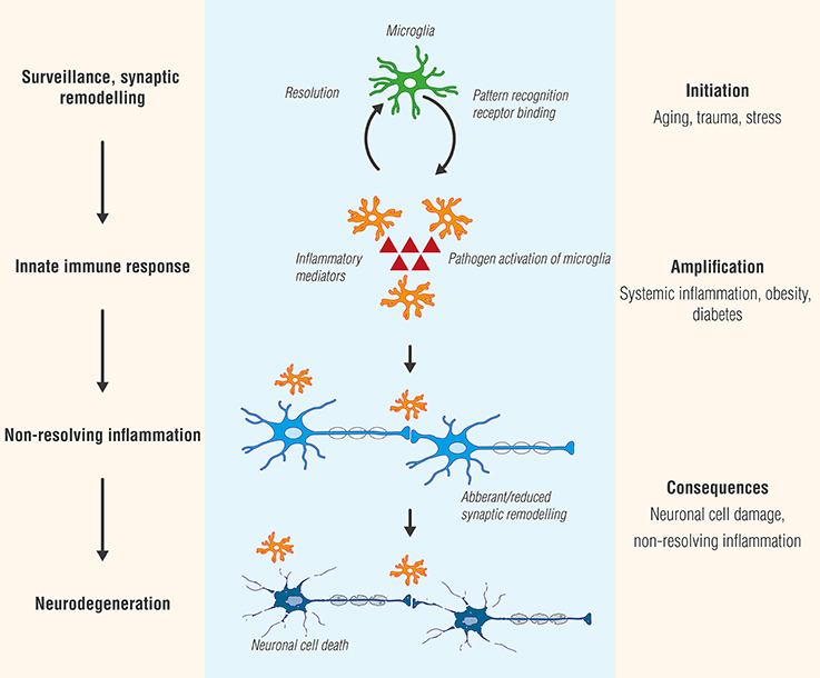 Frontiers | An Inflammation-Centric View of Neurological Disease ...