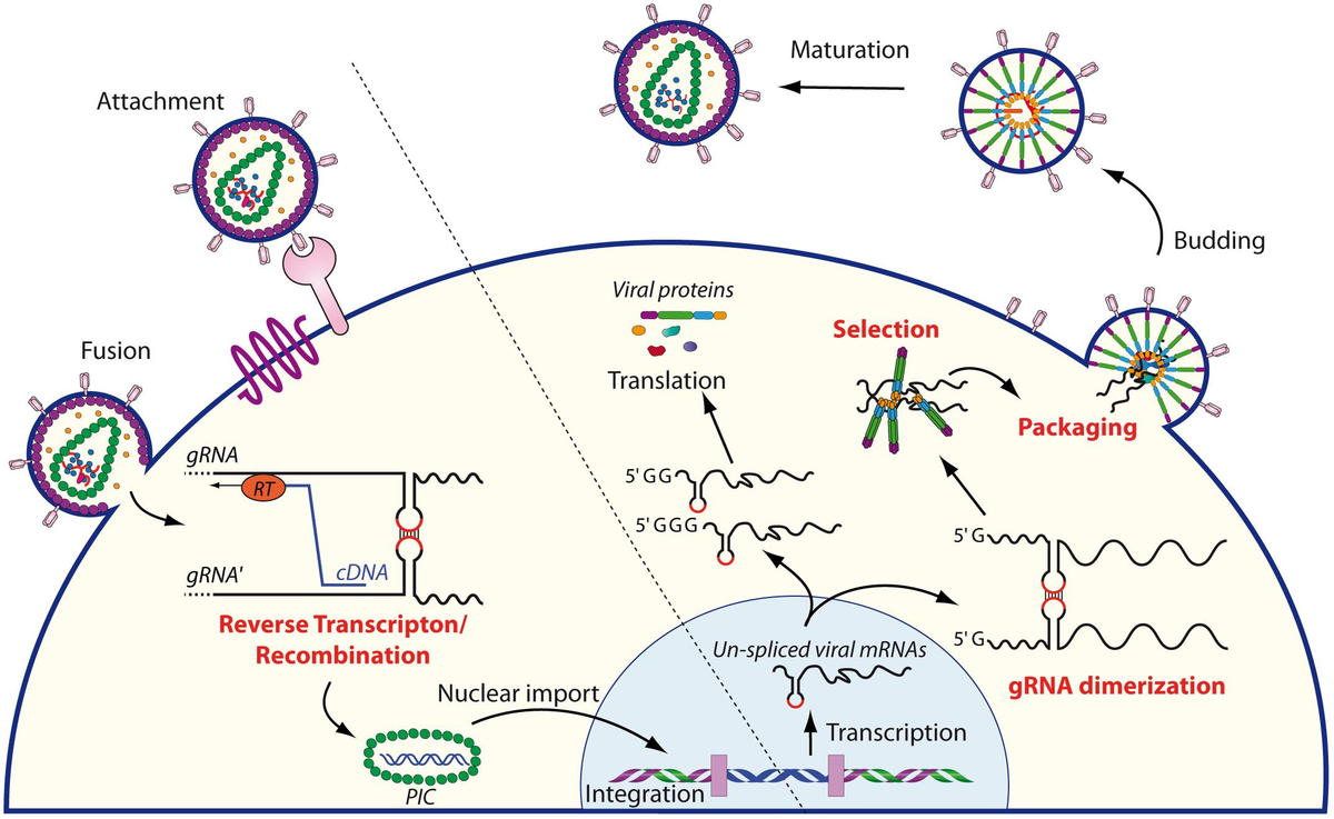 Frontiers | Retroviral RNA Dimerization: From Structure to Functions