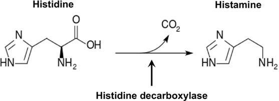 Frontiers | Molecular Regulation of Histamine Synthesis