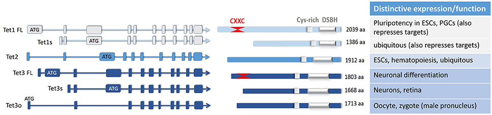 Frontiers | Tet Enzymes, Variants, and Differential Effects on Function