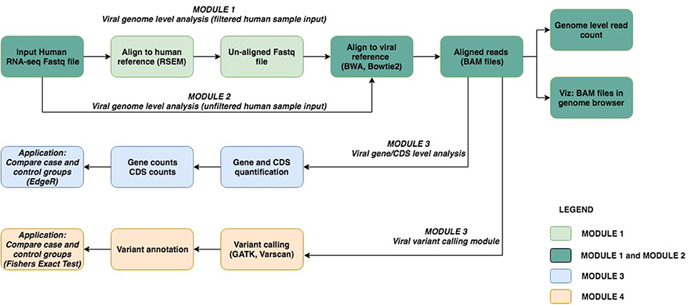 Frontiers | viGEN: An Open Source Pipeline for the Detection and ...
