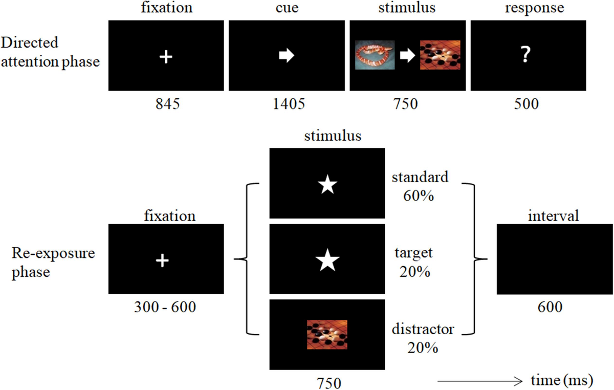 Frontiers | Effects of Directed Attention on Subsequent Processing of ...